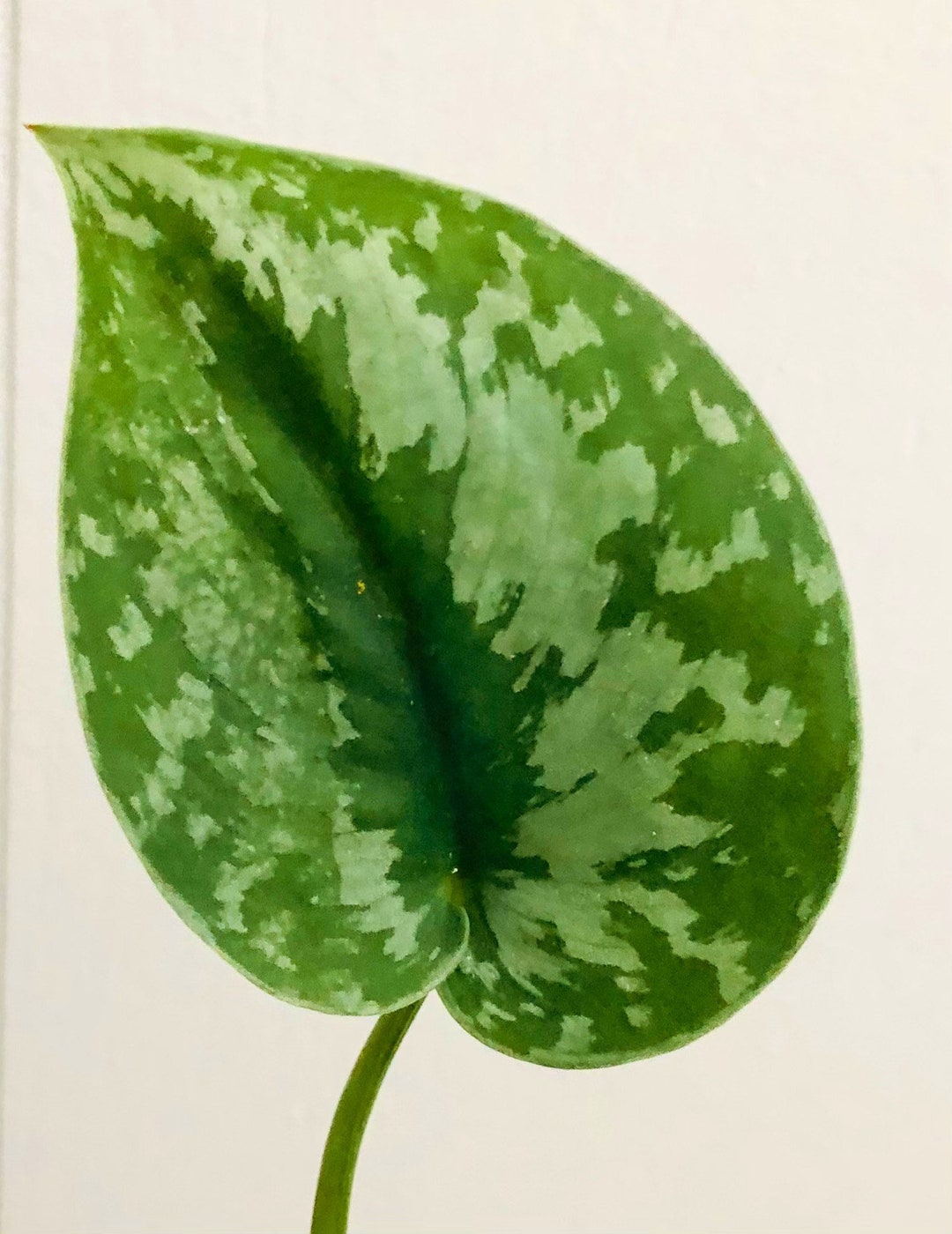 Scindapsus Exotica Silver Pothos Single Leaf Node Cuttings - Etsy