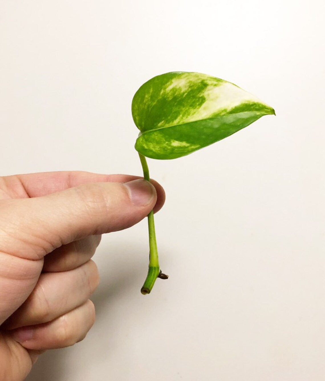 Golden Pothos 3 Leaf Node Cuttings UNROOTED Wow | Etsy