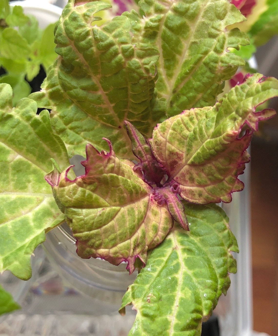 Coleus 'Pink Ruffles' Beautiful UNROOTED Plant | Etsy