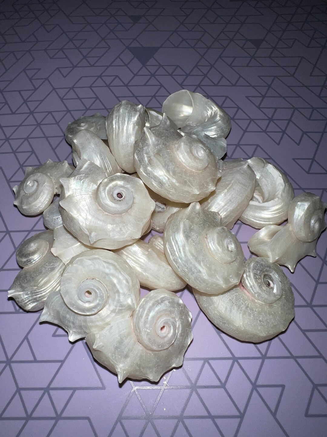 Pearl Delphinula Sea Shells 20 Set - Wedding Decor, White Sea Shells ...