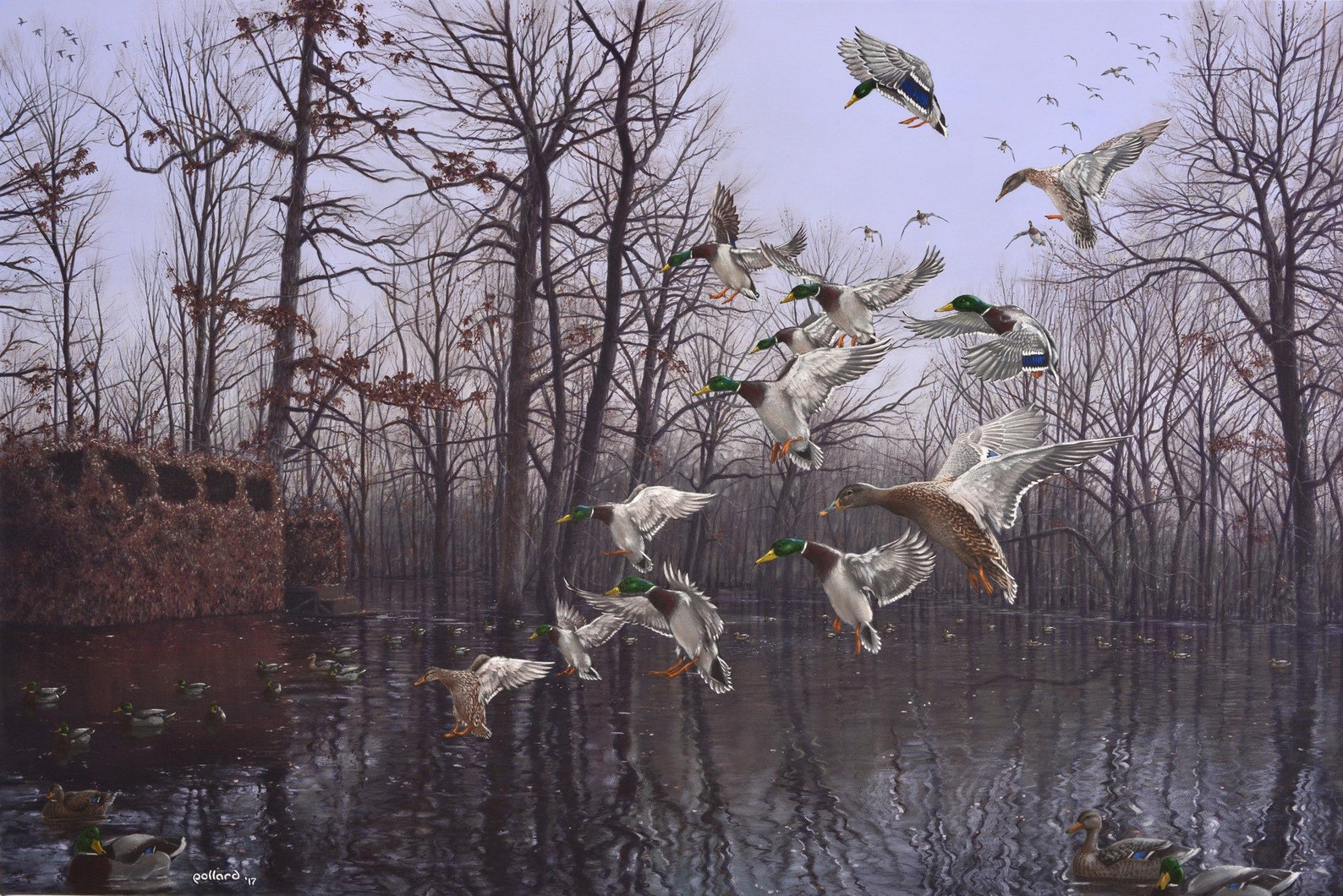 Mallard Duck Art Painting Print 2018 Arkansas Ducks Unlimited Monday ...