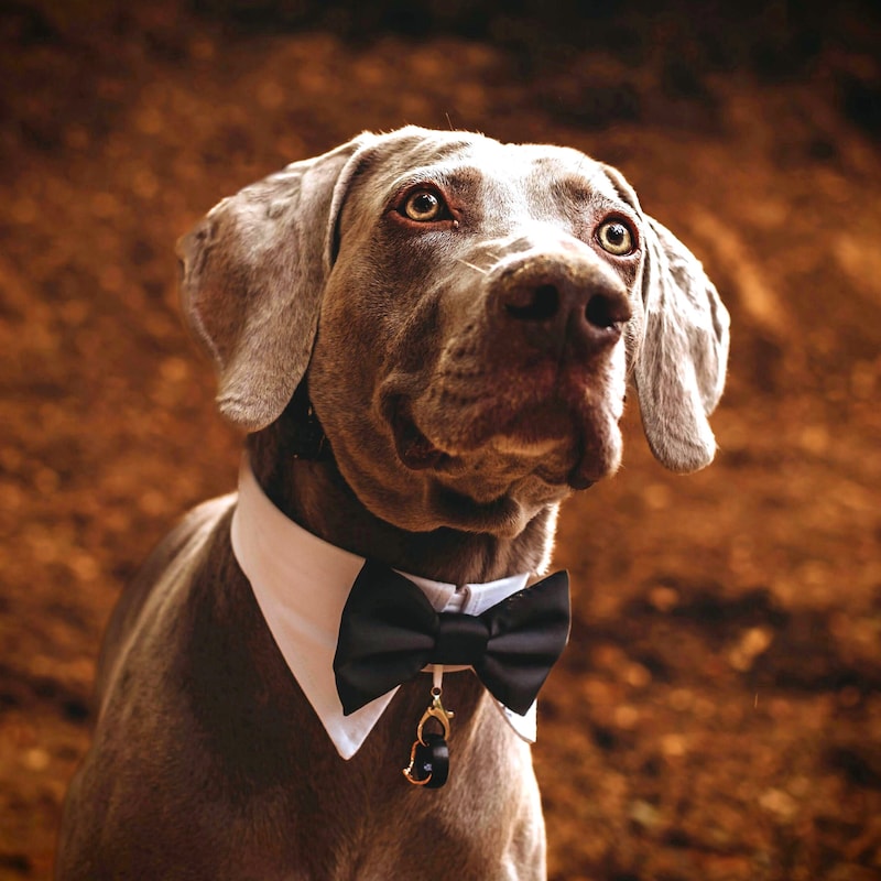 Blue Ring Bearer Bowtie - Etsy