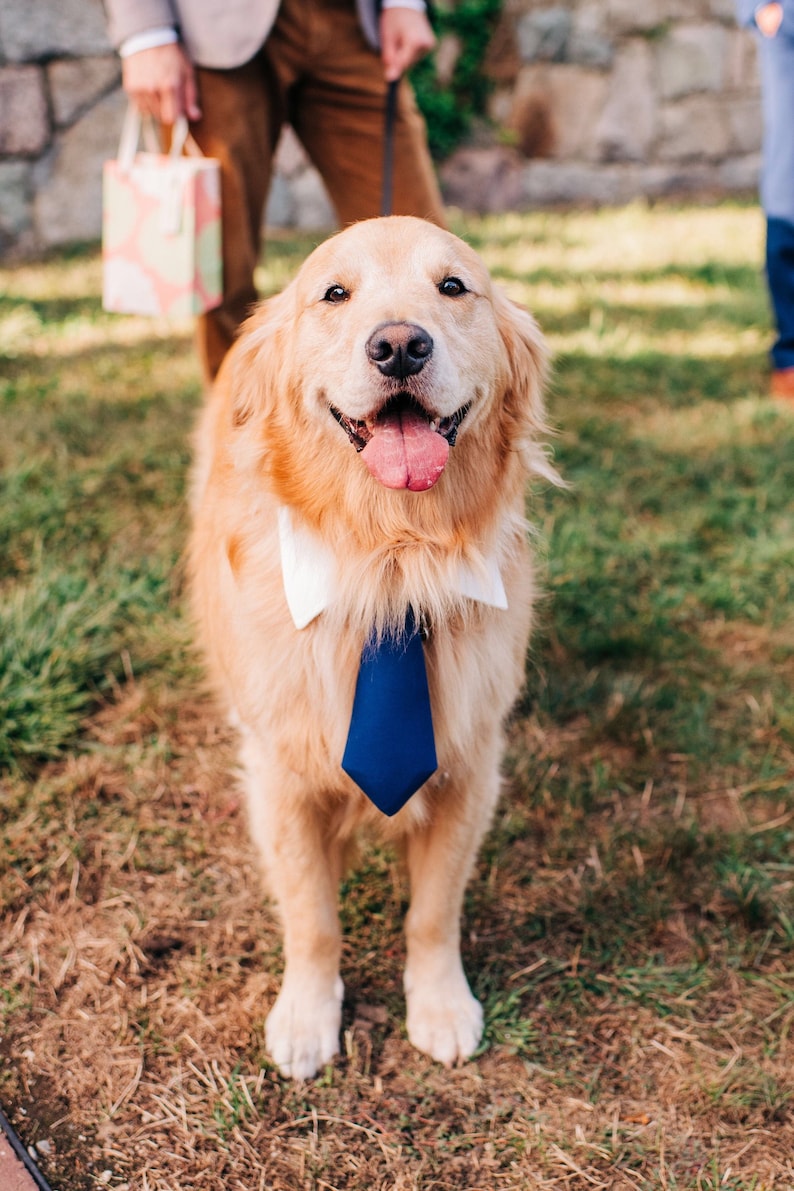 Navy Blue Dog Necktie Collar Dog Formal Tuxedo Collar Dog | Etsy