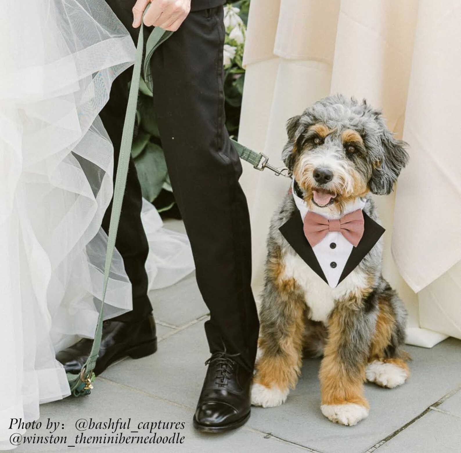 Light Grey Dog Bowtie Tuxedo Bandana, Dog Bowtie Collar, Dog Tuxedo ...