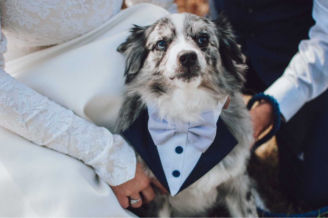 Dusty Blue Velvet dog tuxedo bandana dog bow tie collar dog | Etsy