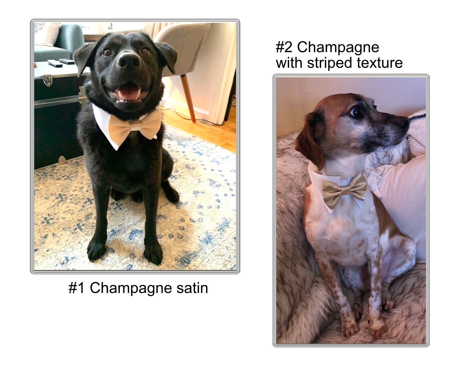 Champagne Dog Bow Tie Collar Dog Shirt Collar Dog Bowtie | Etsy