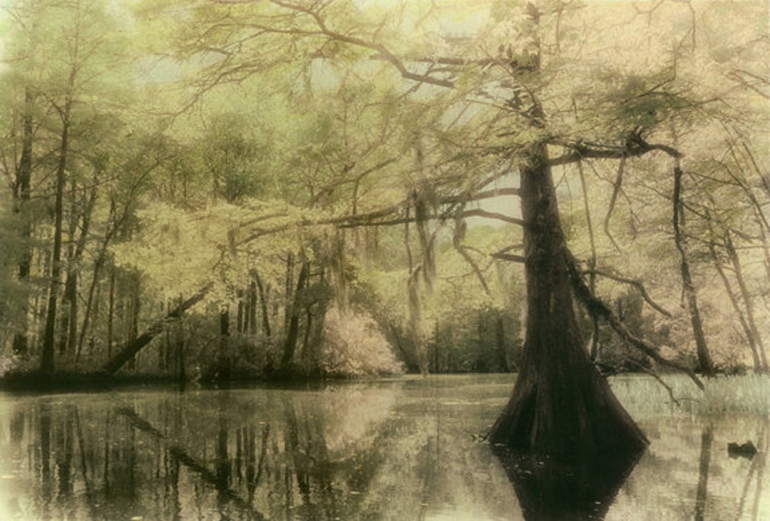 BAYOU FANTASY, Print on Paper - Etsy