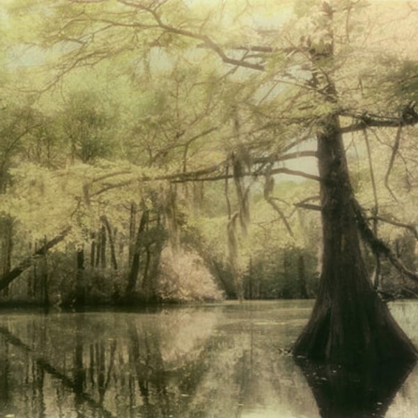 Cypress Tree Wallpaper - Etsy