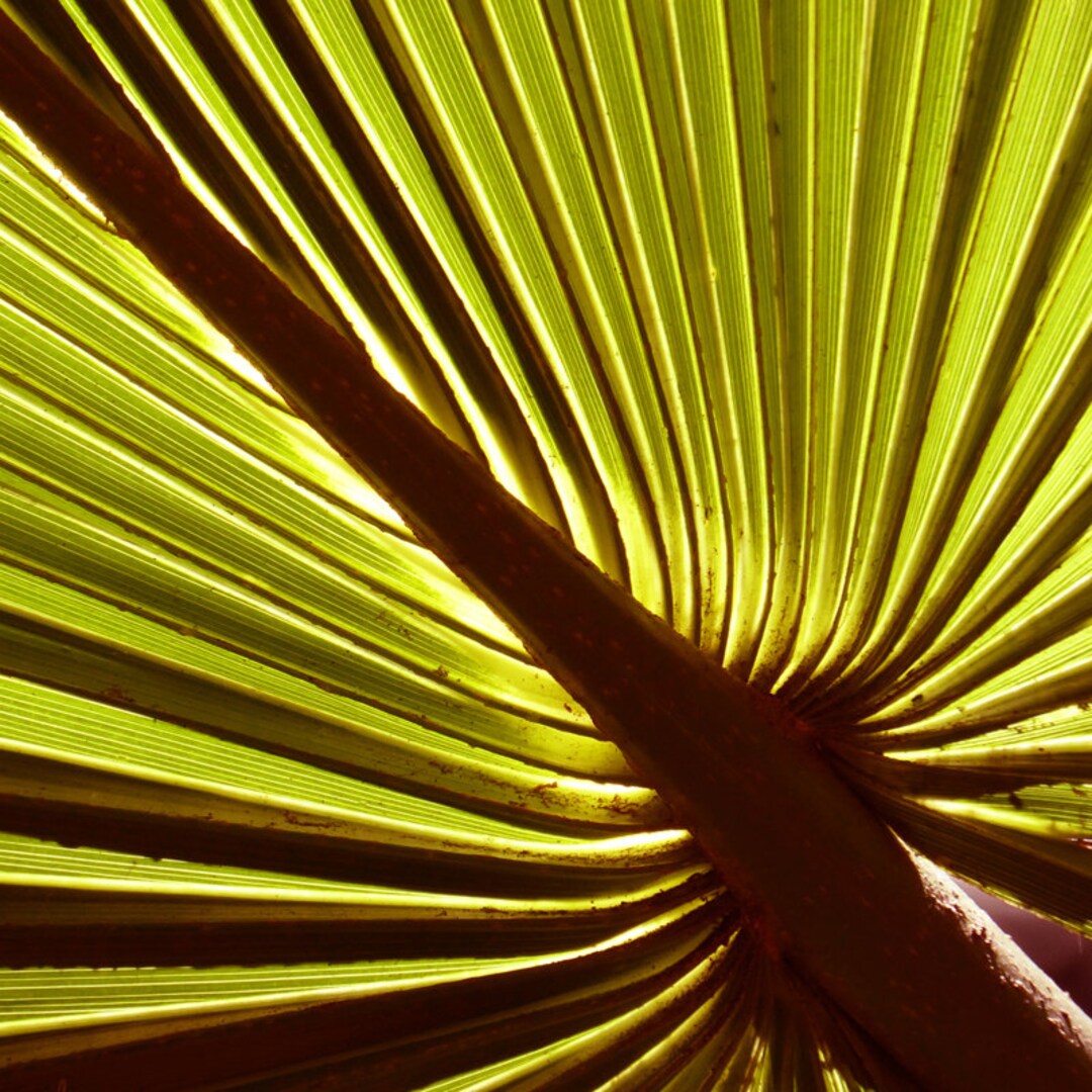 DAY GLOW, Print on Paper - Etsy