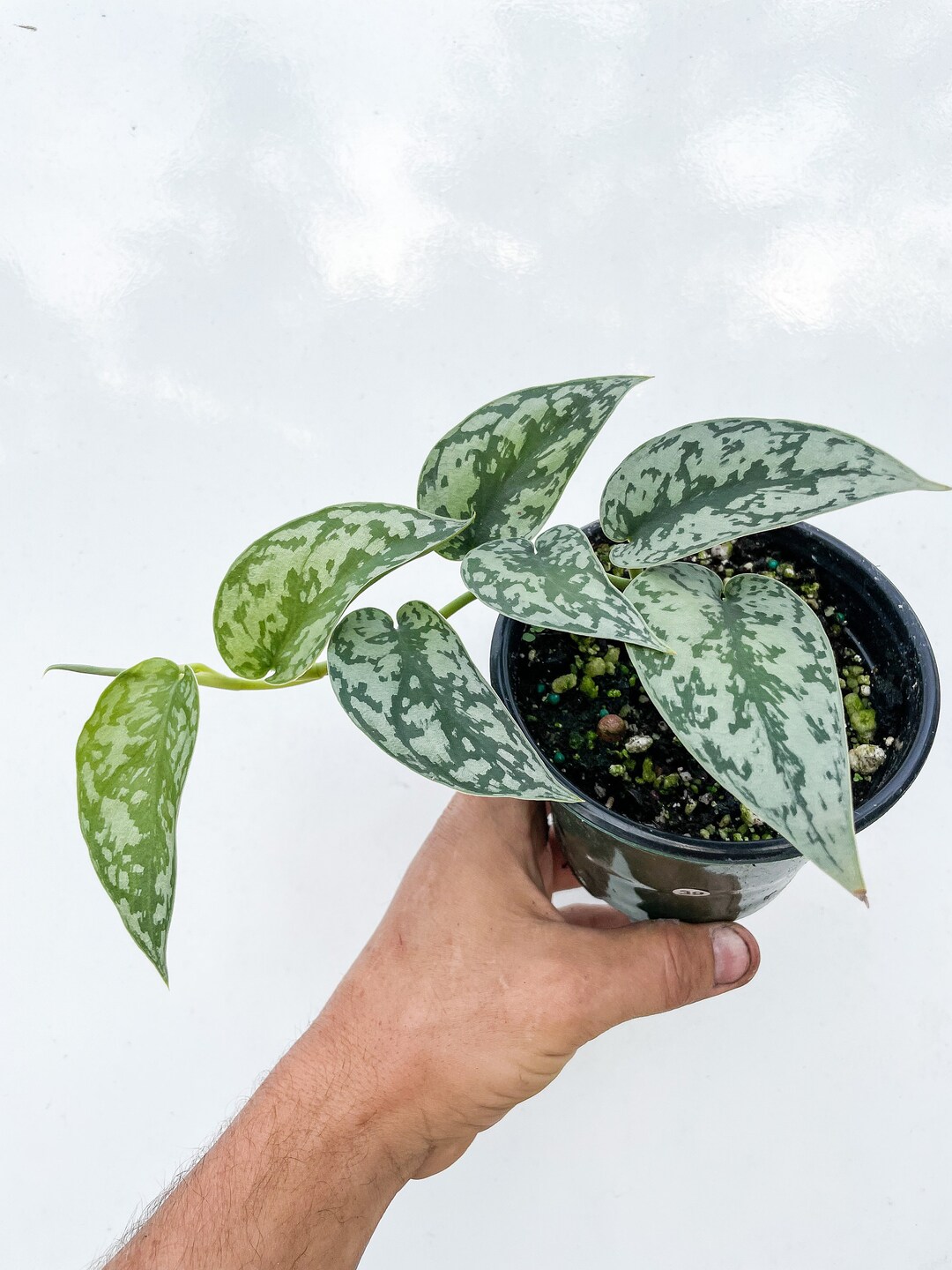 Scindapsus Pictus Silver Lady 4” Pot Aroid Houseplant Monstera ...