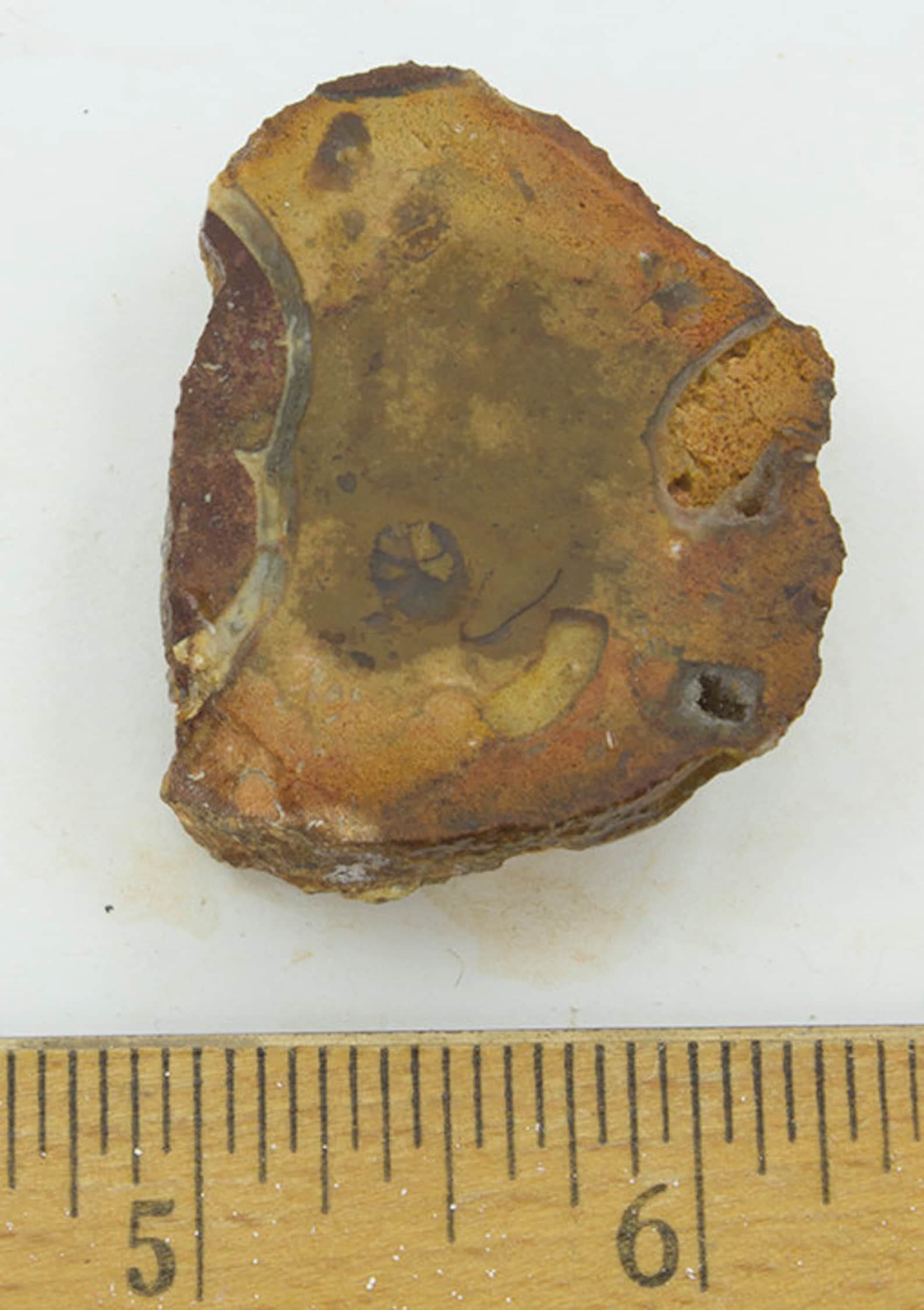Druzy Fossil Jasper, 22g, Silicified Fossil-bearing Jasper, Druzy ...
