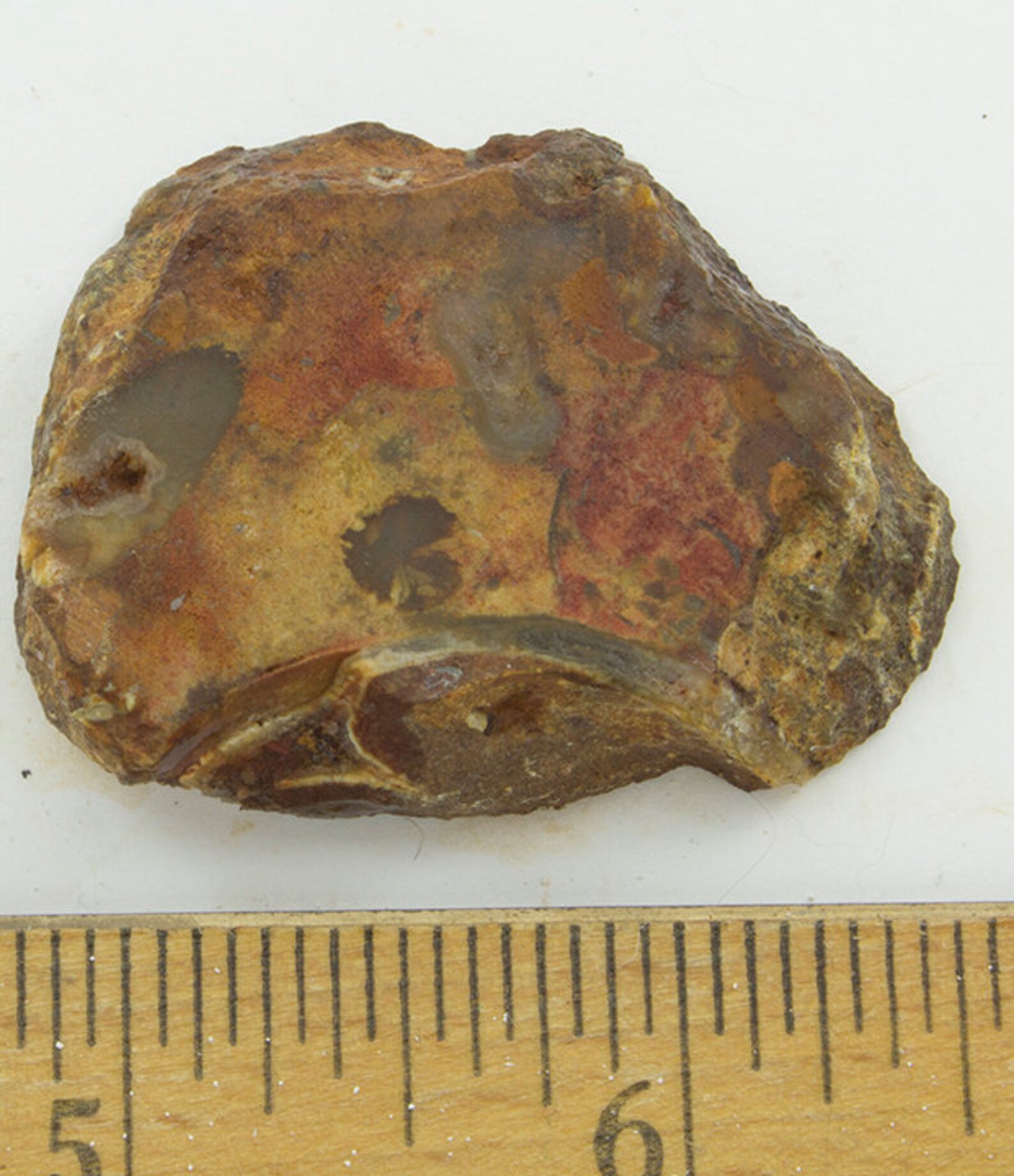 Druzy Fossil Jasper, 22g, Silicified Fossil-bearing Jasper, Druzy ...