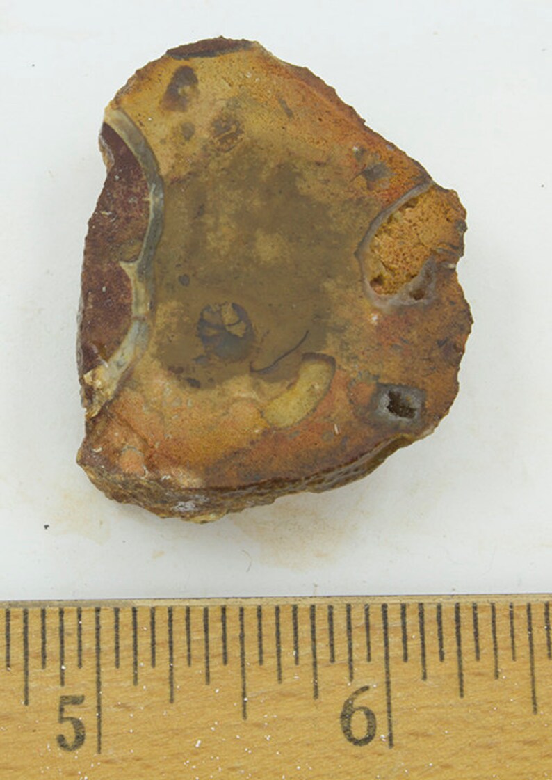 Druzy Fossil Jasper 22g Silicified Fossil-bearing Jasper - Etsy