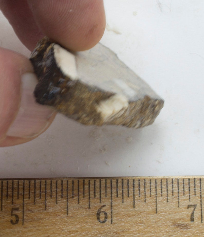Picture Stone, Fossil Stone, Shell Fossil Rough Slab, 2 X 1 X 5/16" (51 ...