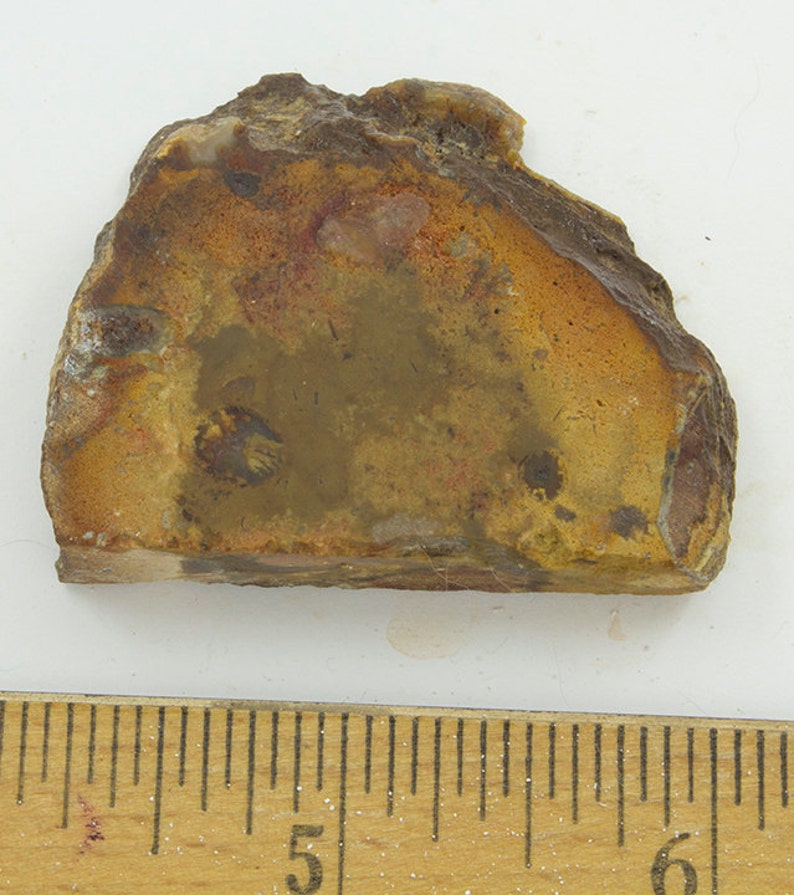 Druzy Fossil Jasper 30g Silicified Fossil-bearing Jasper | Etsy