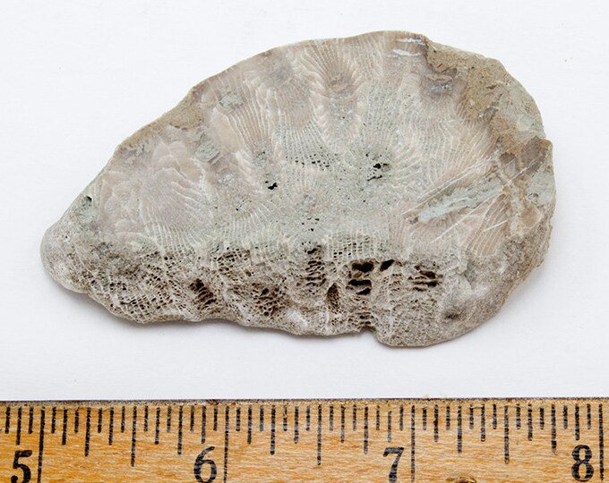 Petoskey Stone Slab, Coral Slab, Fossilized Coral Slab, 57g, Polished ...