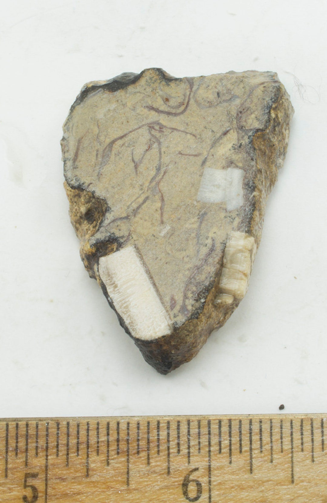 Picture Stone, Fossil Stone, Shell Fossil Rough Slab, 2 X 1 X 5/16" (51 ...