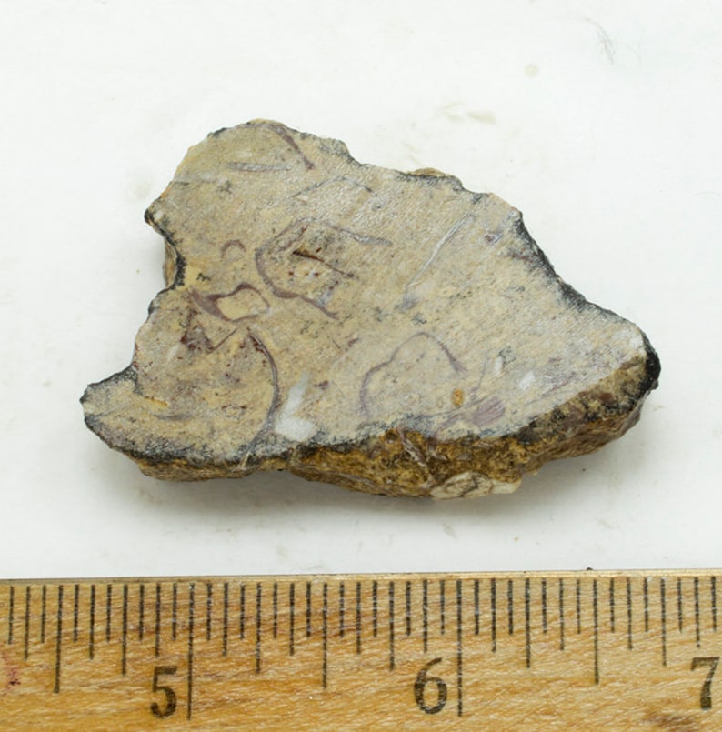 Picture Stone, Fossil Stone, Shell Fossil Rough Slab, 2 X 1 X 5/16" (51 ...