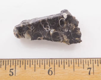 Fossil Shell Slab - Etsy