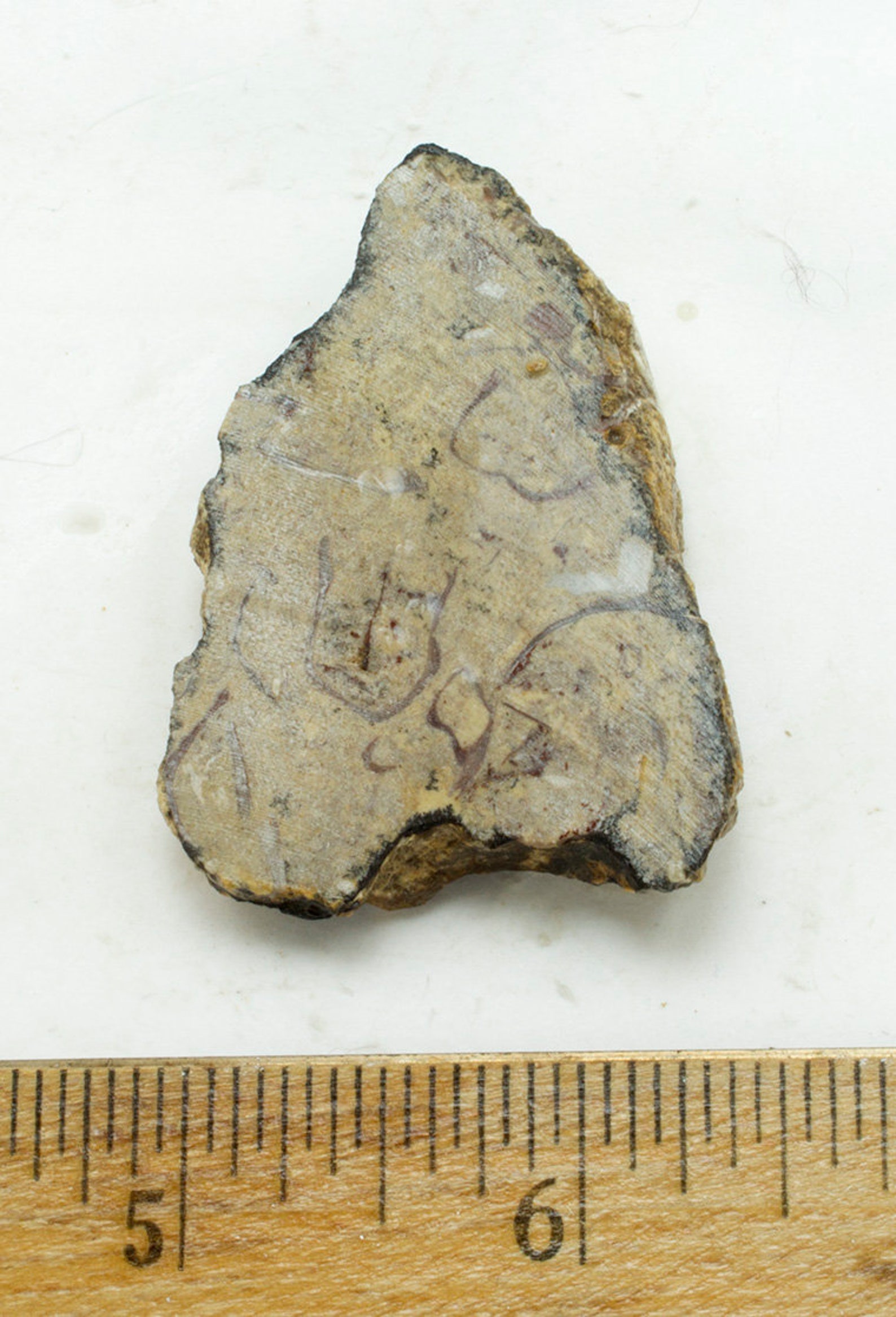 Picture Stone, Fossil Stone, Shell Fossil Rough Slab, 2 X 1 X 5/16" (51 ...