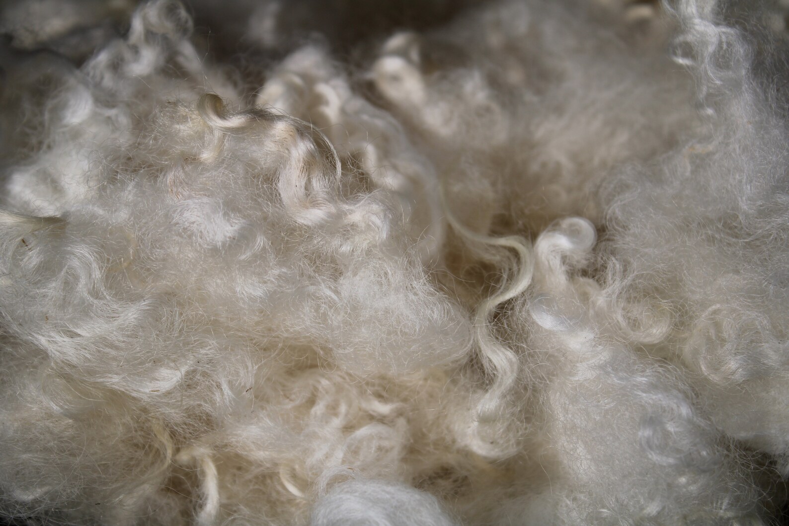 Cotswold Natural Rare Breed Sheep Wool 50g Bag-hand Picked - Etsy UK