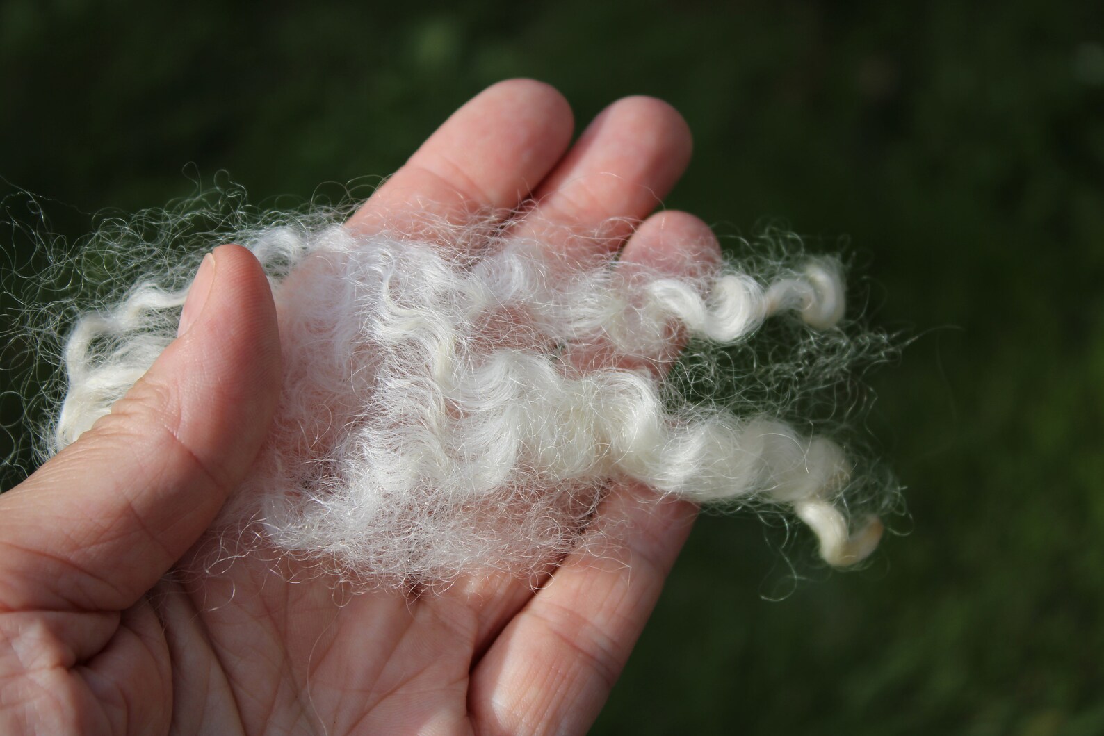 Cotswold Natural Rare Breed Sheep Wool 50g Bag-hand Picked | Etsy UK