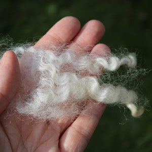 Cotswold Natural Rare Breed Sheep Wool 50g Bag-hand Picked | Etsy UK