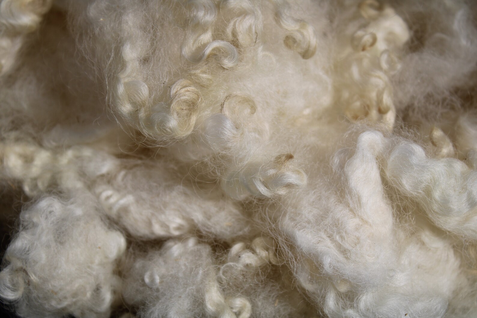 Cotswold Natural Rare Breed Sheep Wool 50g Bag-hand Picked | Etsy UK