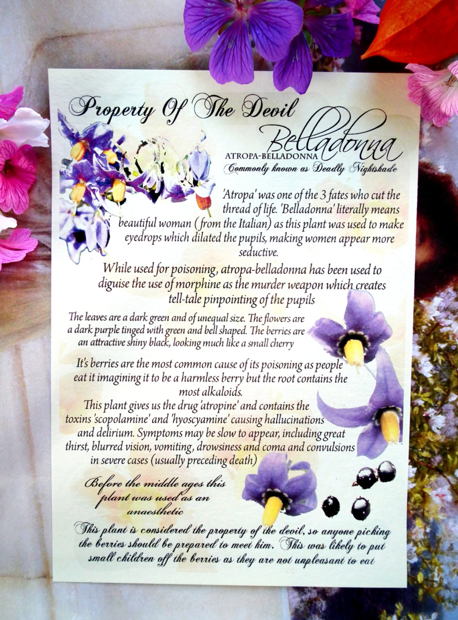 Poison Plant Journal Pages Alchemy Ingredients Grimoire - Etsy