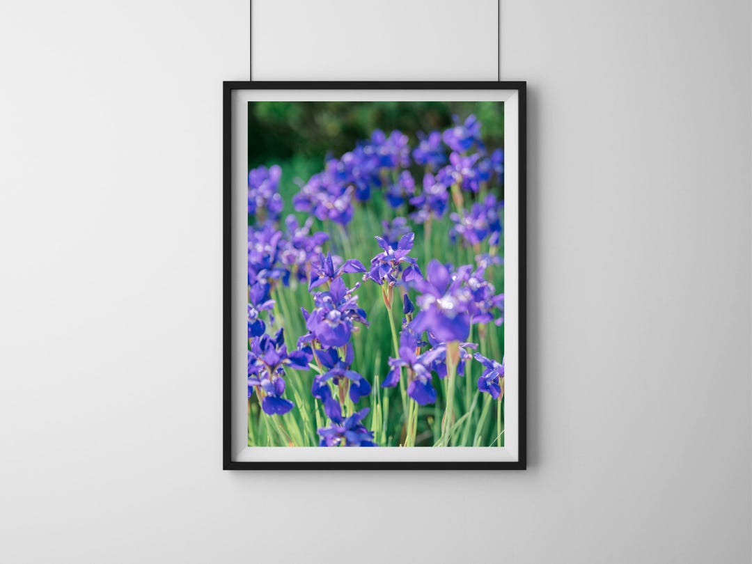 Purple Wildflowers, Maine, Digital Photo Print, Printable Wall Art. - Etsy