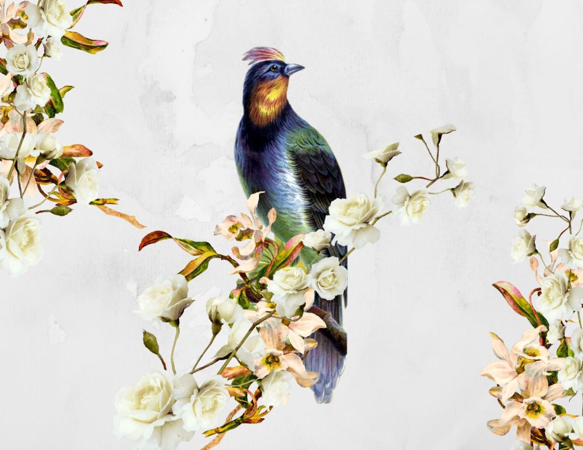 Bird Paper, Journal Kit, Instant Prints, Paper Pack, JPEG, Digital ...