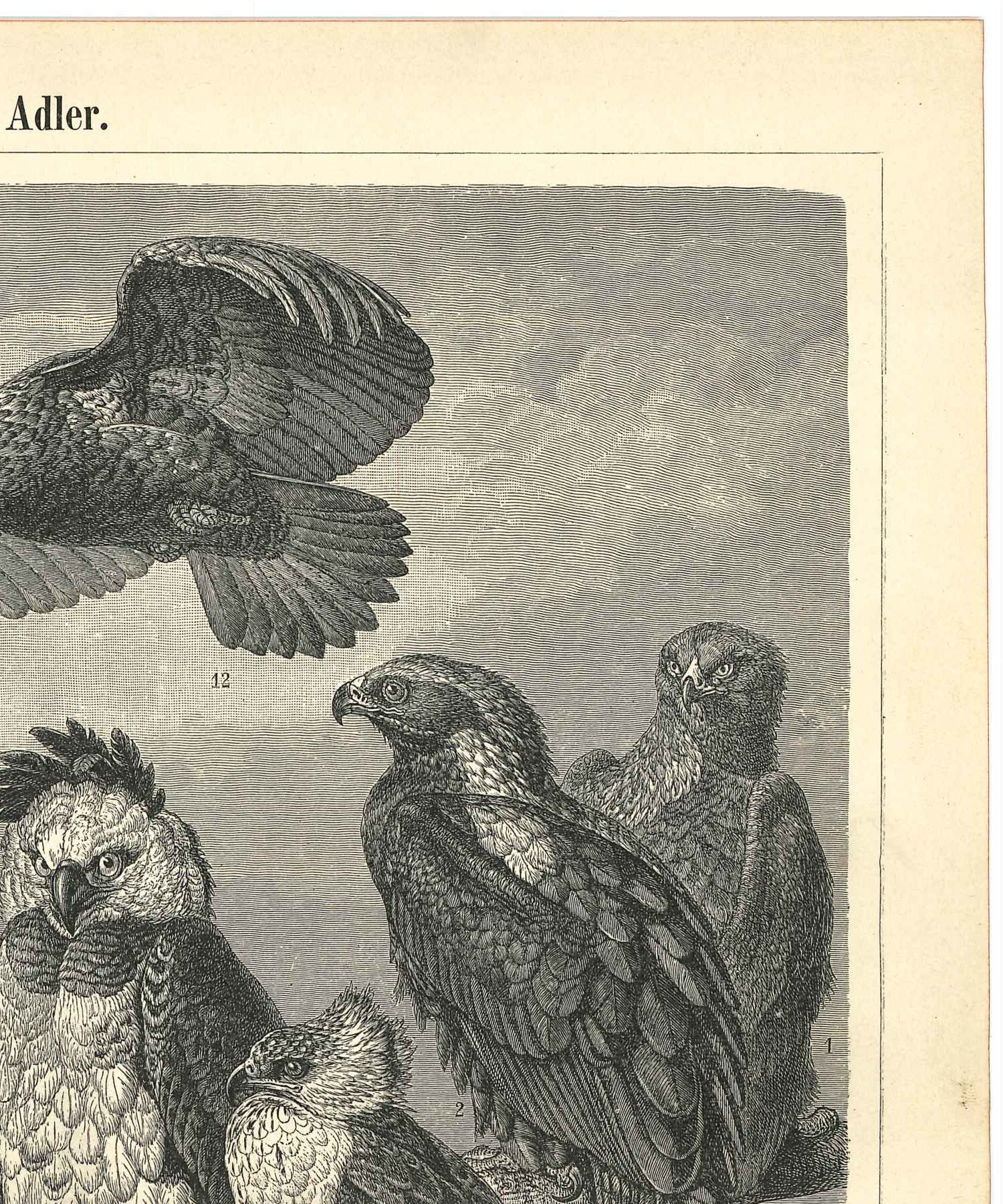 falcon vulture halk wing feather wild life animal predator claw beak ...