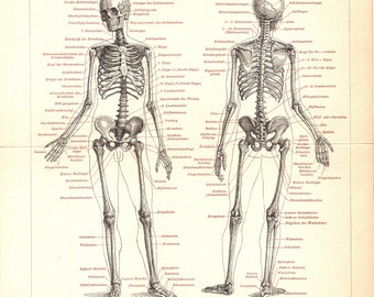 Antique Skeleton Print - Etsy