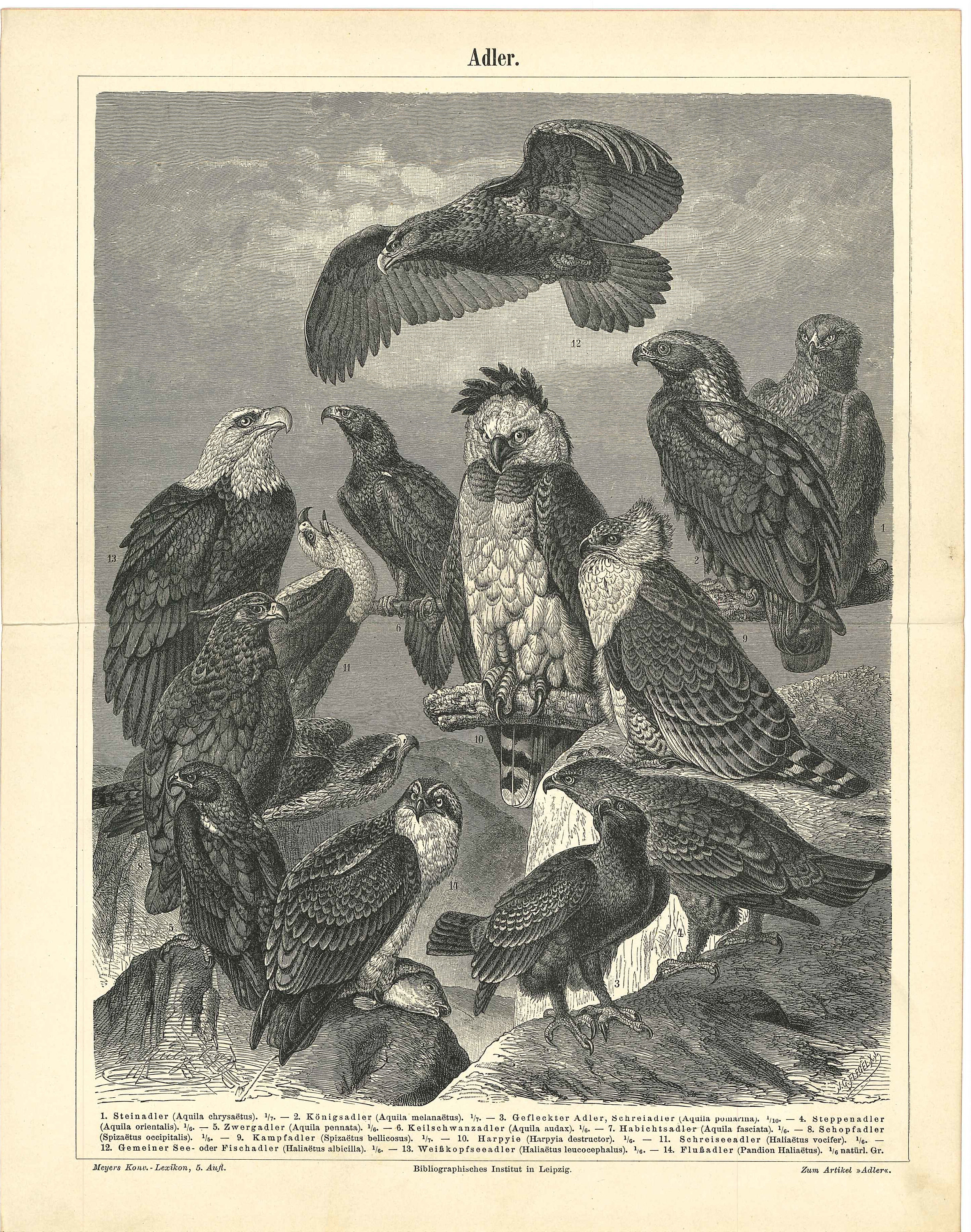 falcon vulture halk wing feather wild life animal predator claw beak ...