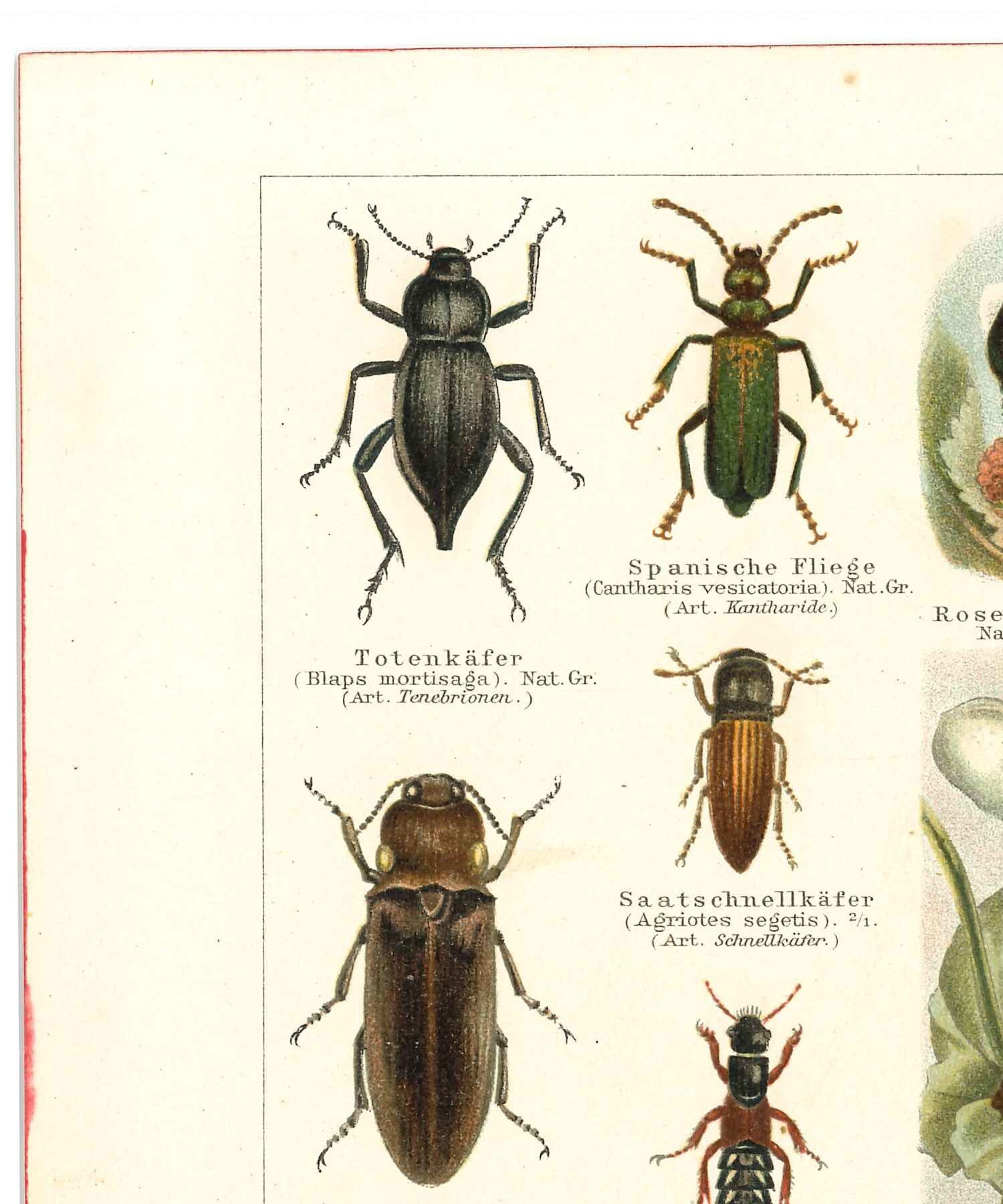 Prints Art & Collectibles Original 1896 Antique Colour lithography ...