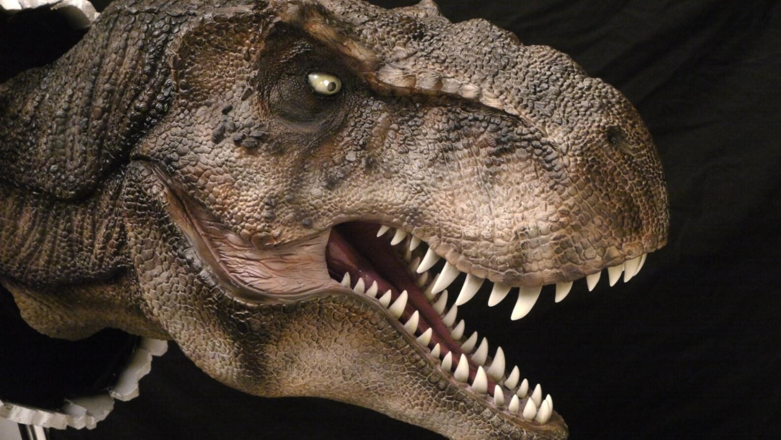 Life-like Wall Bursting T-rex Tyrannosaurus Bust Hanging Prop - Etsy