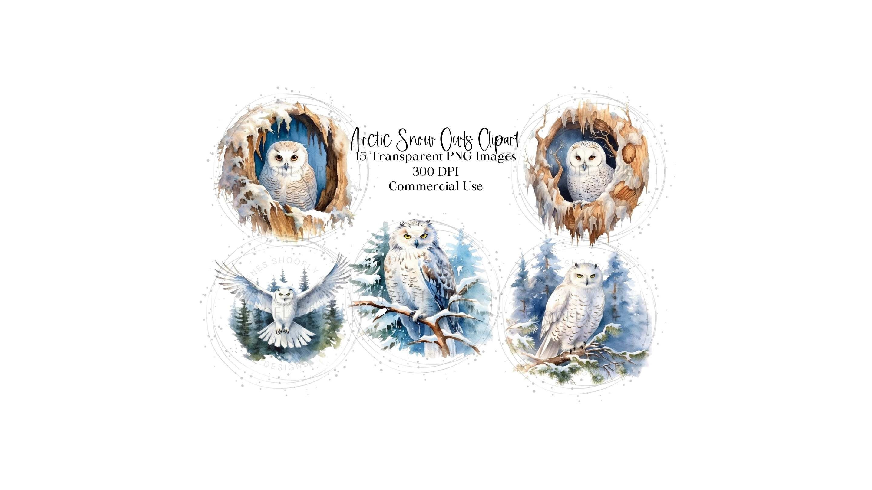 Arctic Snow Owls Watercolor Clipart Snow Owls PNG Owl Illustrations ...