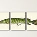Pike Fish Wall Art Print Set of 3 Prints Beautiful Antique Vintage ...