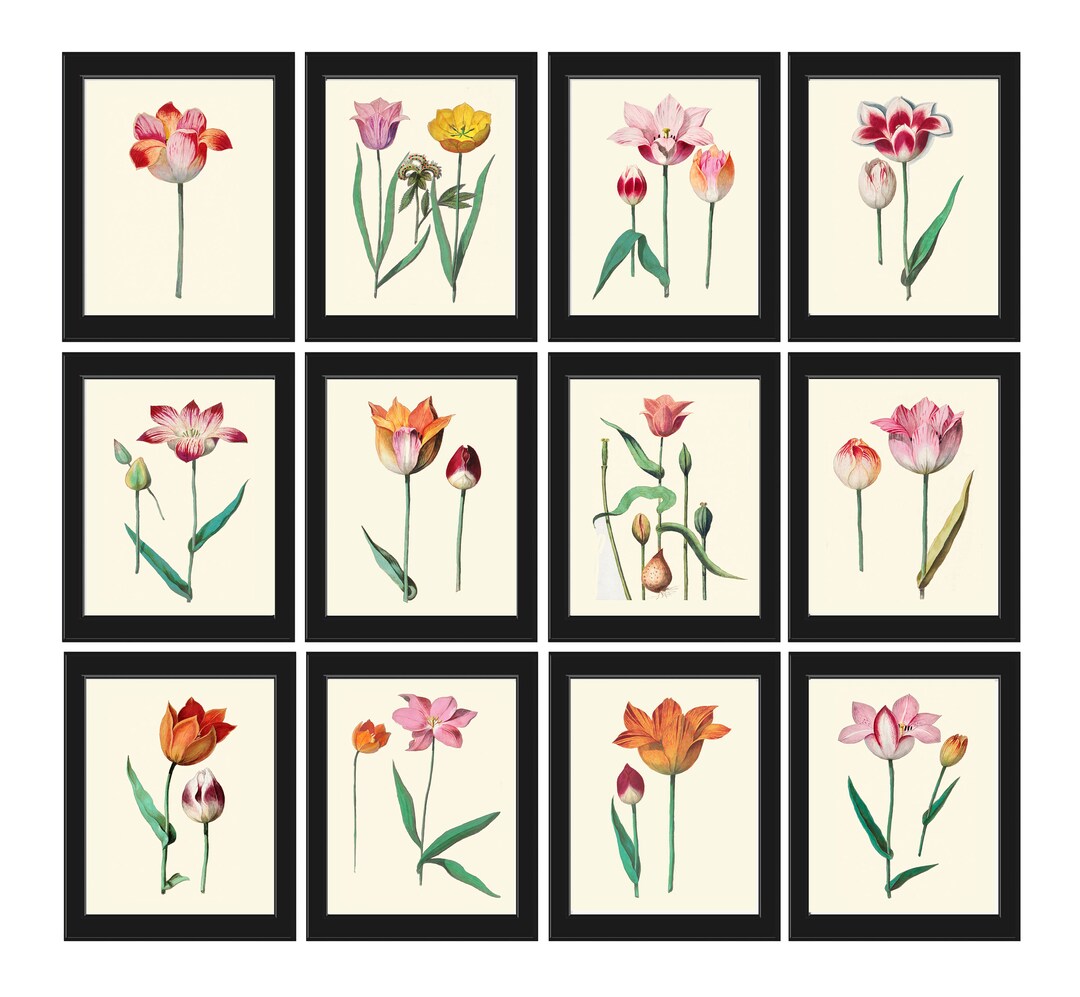 Tulip Botanical Wall Art Print Set of 12 Beautiful Antique - Etsy