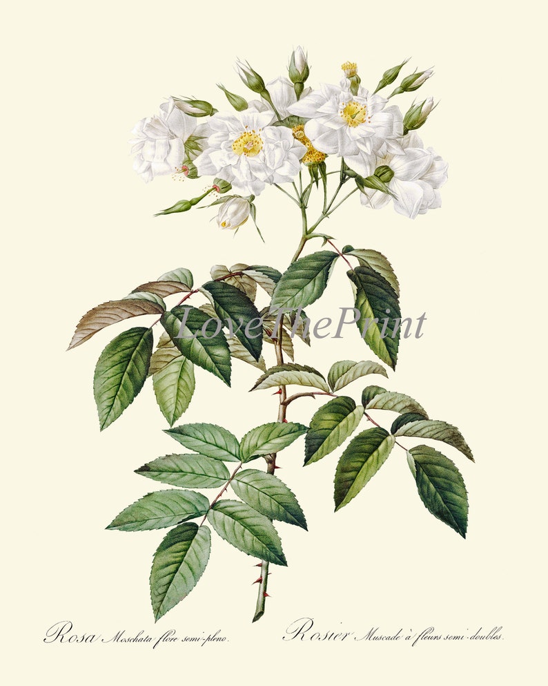 White Rose Botanical Wall Art Print LRR8 Beautiful Antique - Etsy
