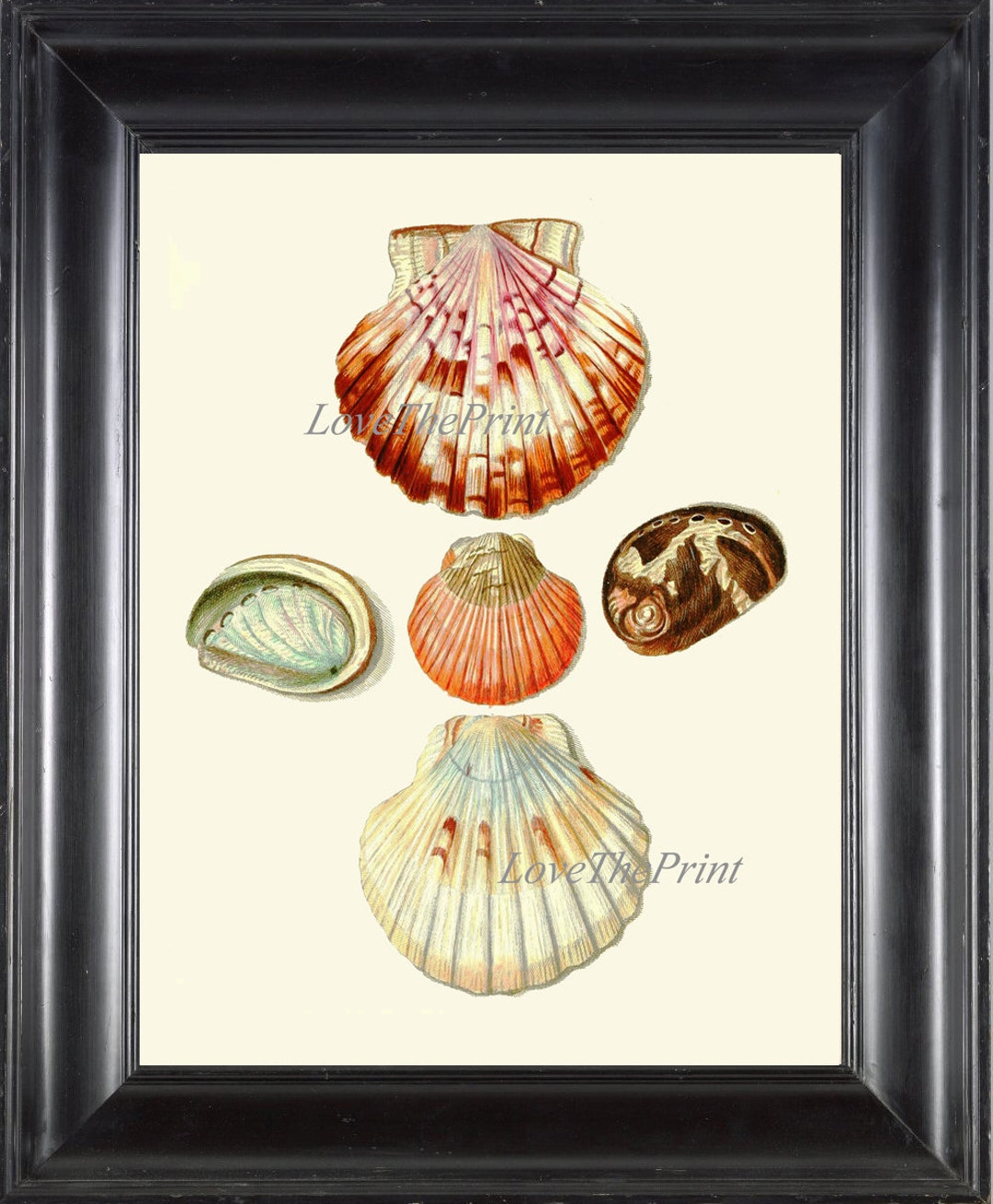 Seashell Print KN42 Wall Art Beautiful Antique Sea Ocean Shell Nautical ...