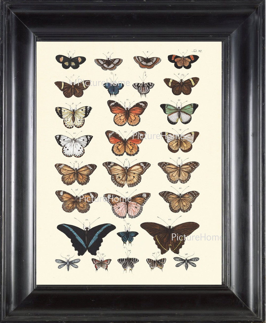 BUTTERFLY PRINT 8X10 Beautiful Art Print 3 Antique 1734 Butterflies ...