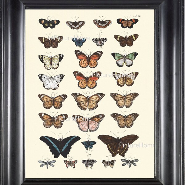 Butterfly 8x10 - Etsy