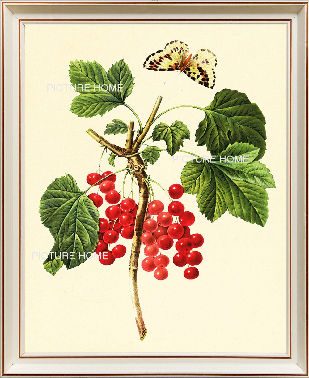 Red Currant Botanical Print 124 Beautiful 8X10 Antique Redoute - Etsy