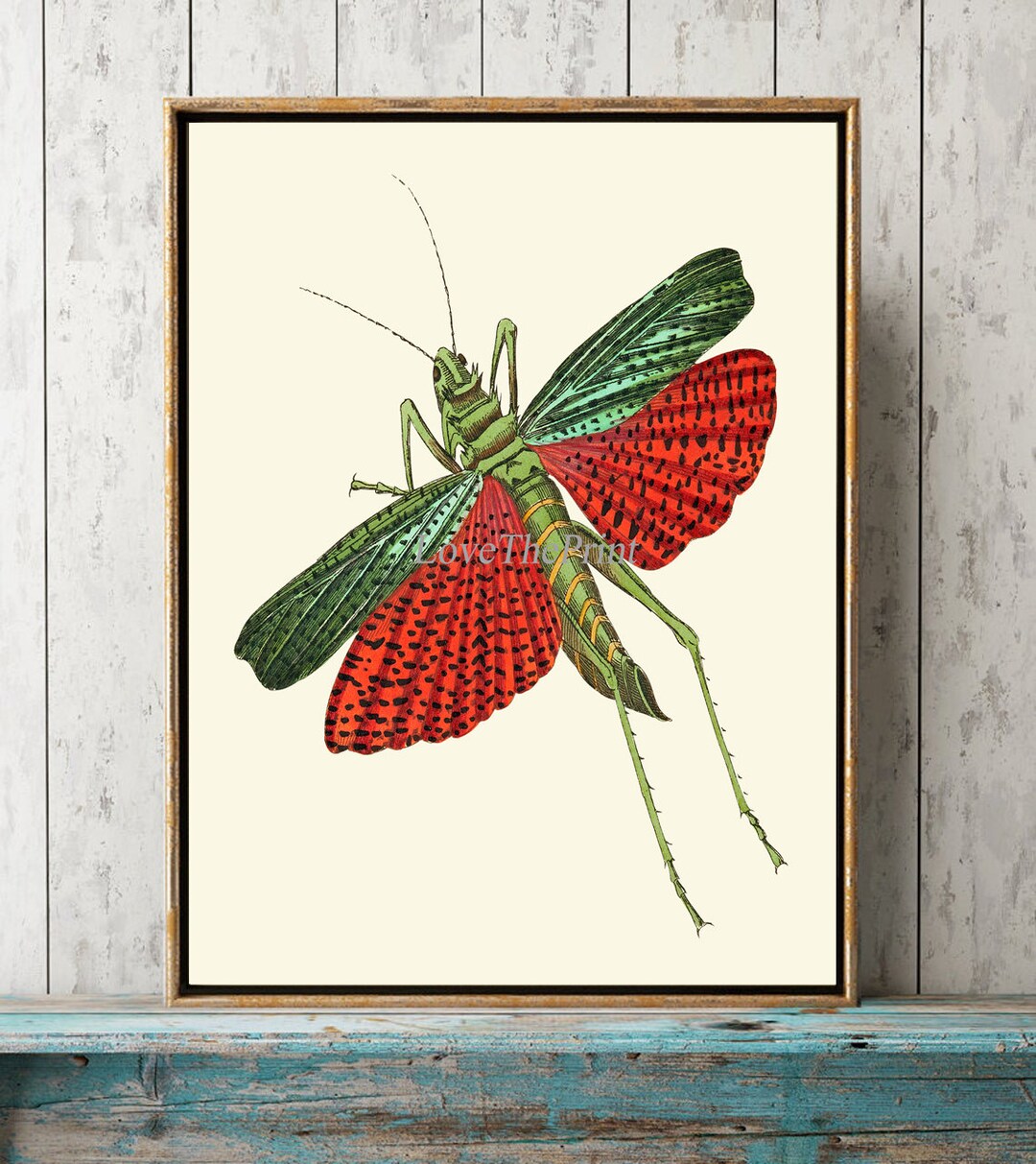 Locust Wall Art Print GSZ18 Beautiful Antique Green Red Bug Beetle ...