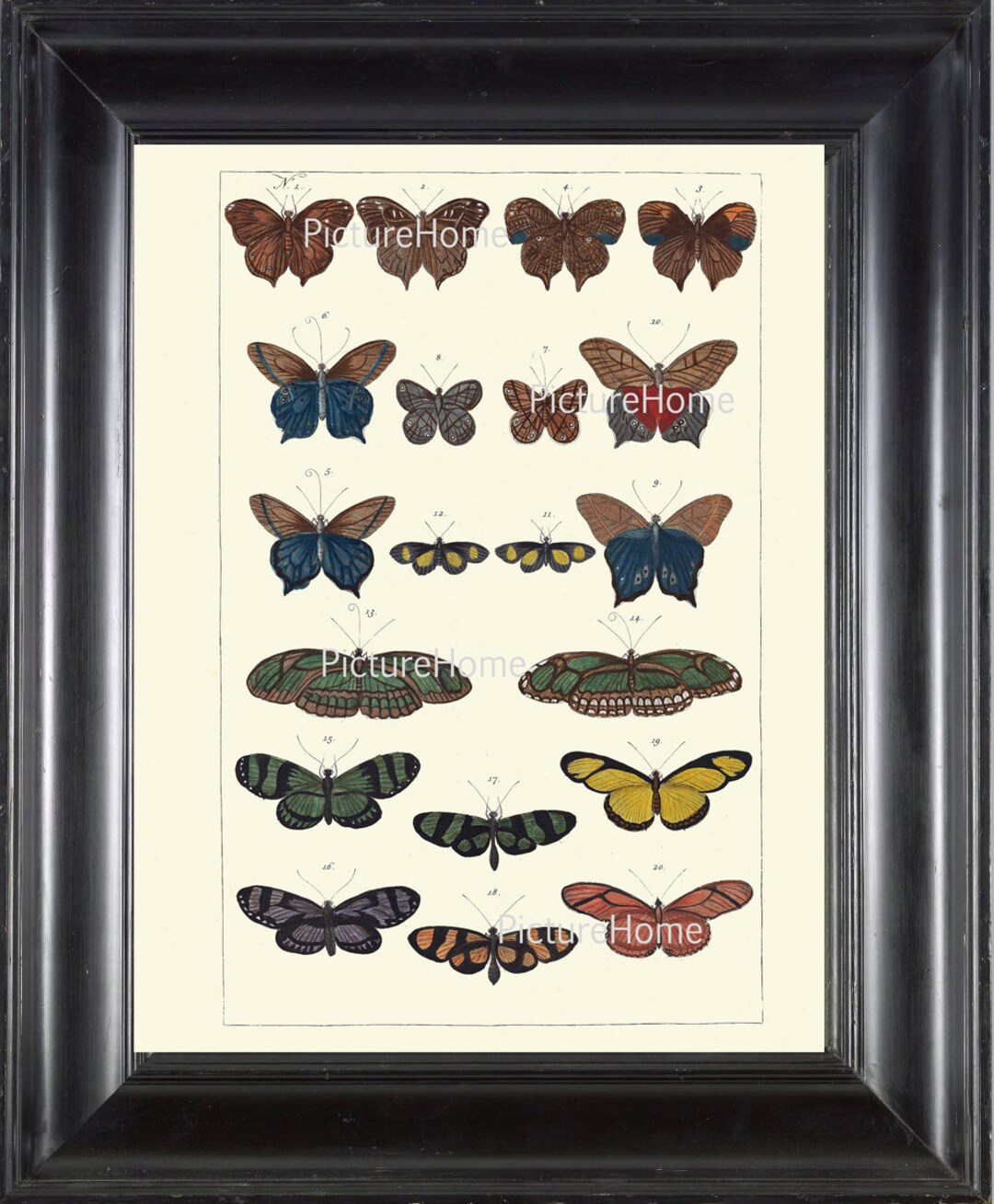 BUTTERFLY PRINT 8X10 Beautiful Art Print 1 Antique 1734 Butterflies ...