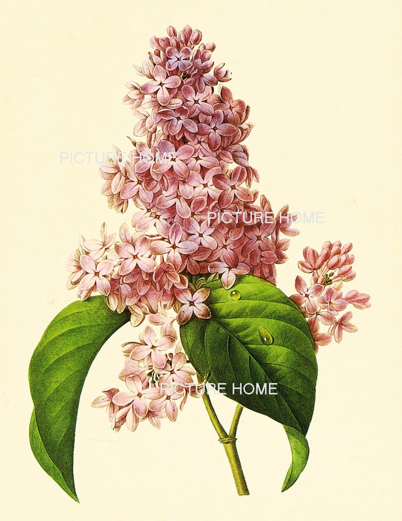Lilac Botanical Print 77 Beautiful 8X10 Antique Redoute Art Room ...