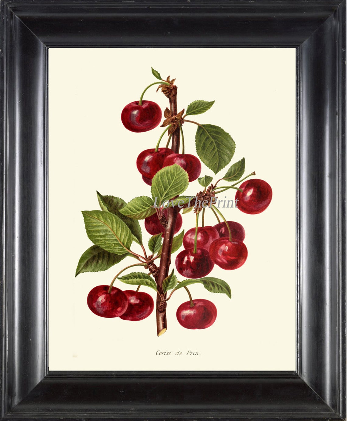 Cherries Botanical Print IH834 Beautiful Antique Vintage Red Cherry ...