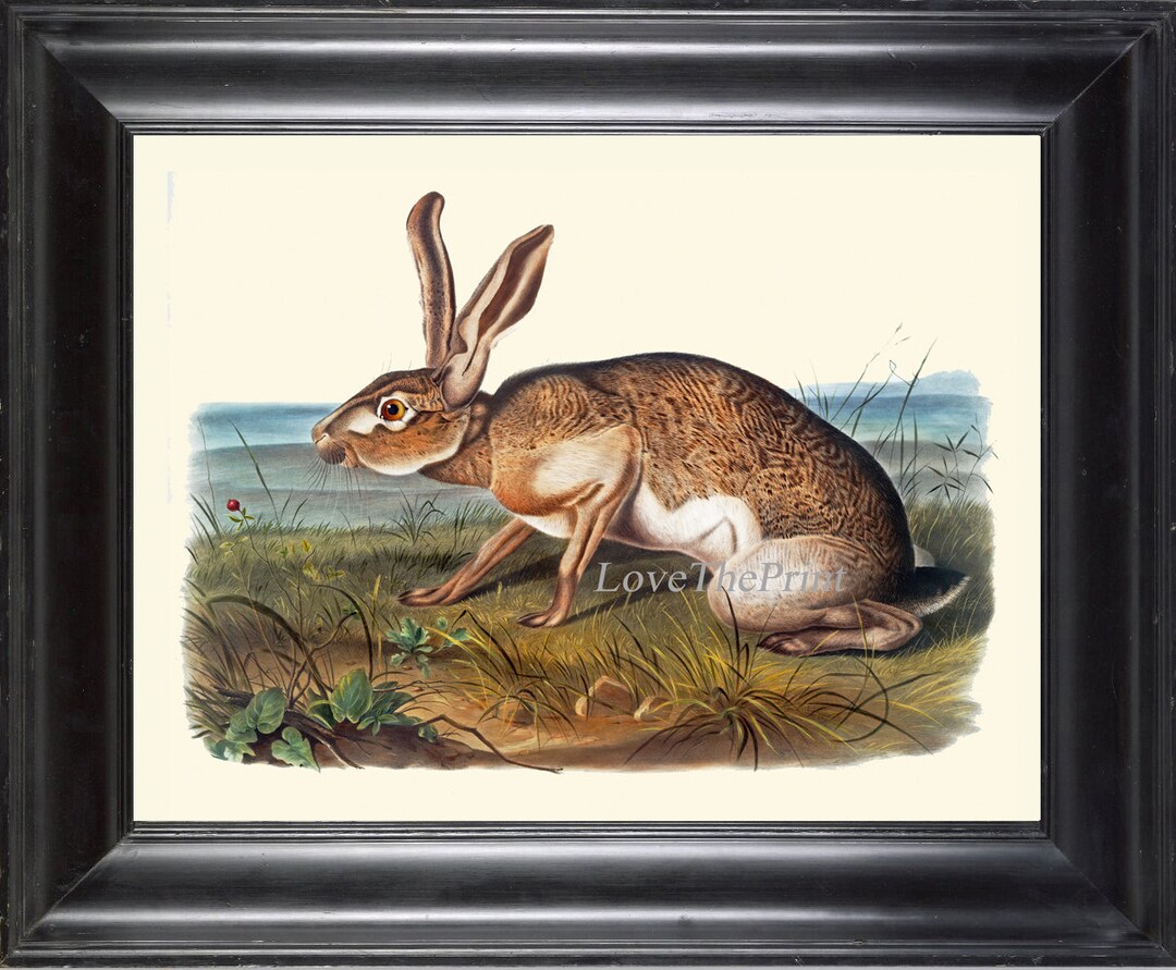 Rabbit Print Wall Art Print JWA2 Beautiful Antique Large Cute Pet ...