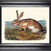 Rabbit Print Wall Art Print JWA2 Beautiful Antique Large Cute Pet ...